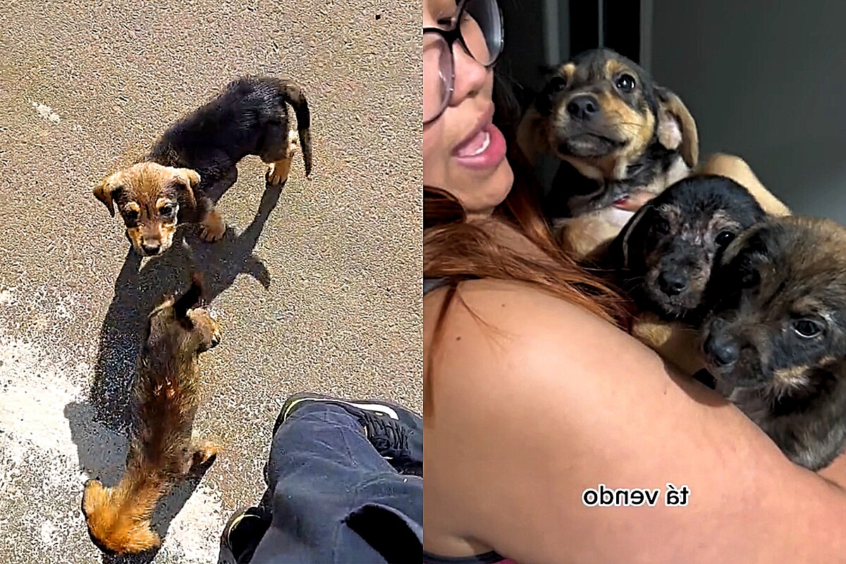 Homem Sai Para Compromisso Na Rua E Volta Com 3 Cachorrinhas O Que