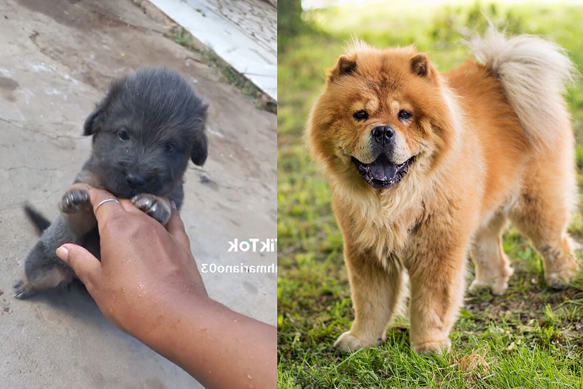 Mulher ganha filhote acreditando ser chow-chow, mas pet cresce e revela ...