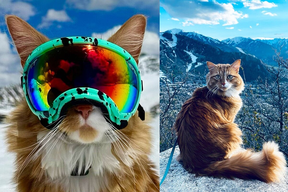 Conheça Liebchen, um gato que gosta de passear e é mais aventureiro que ...