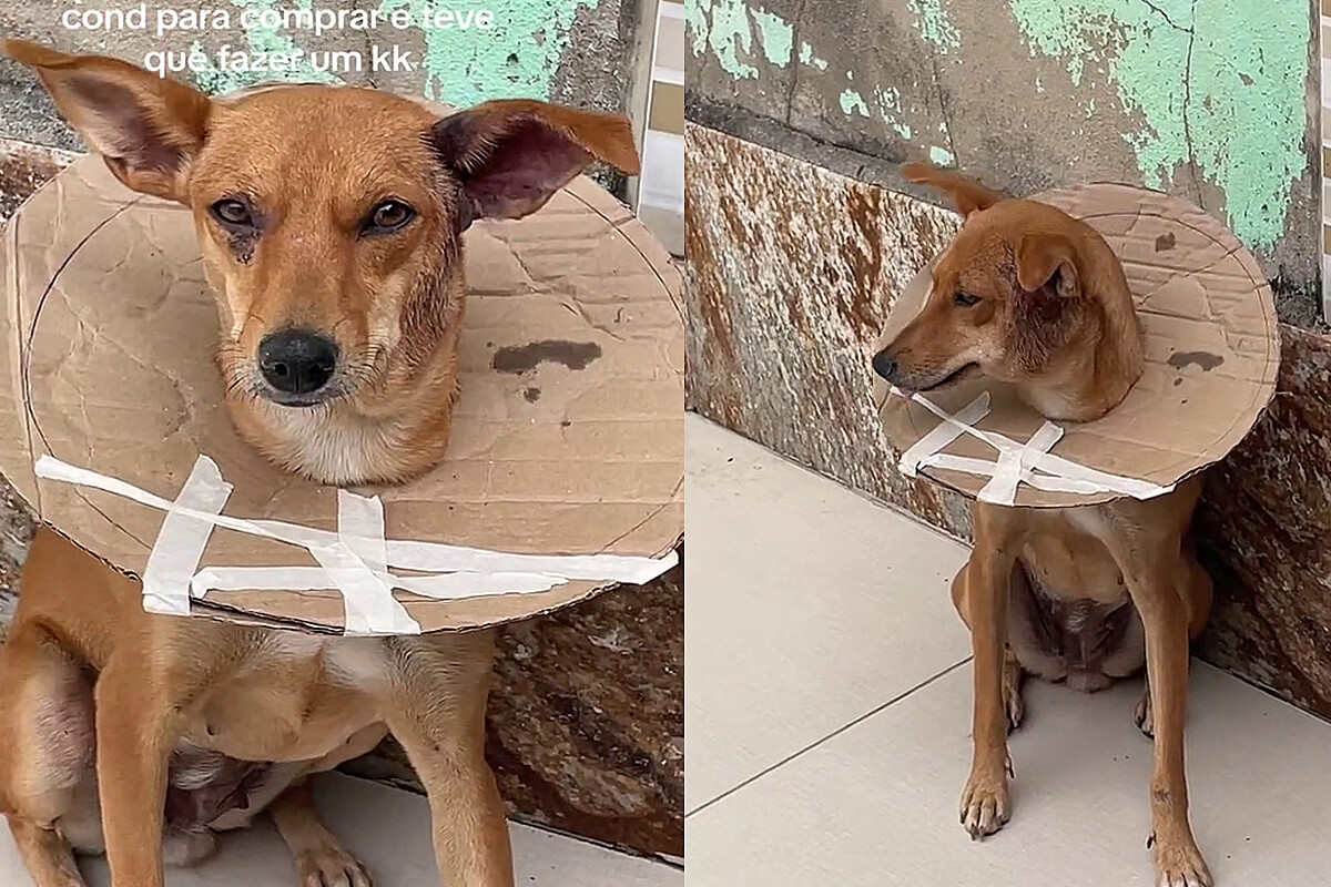 Cão vira-lata caramelo ganha cone improvisado feito de papelão e cena ...
