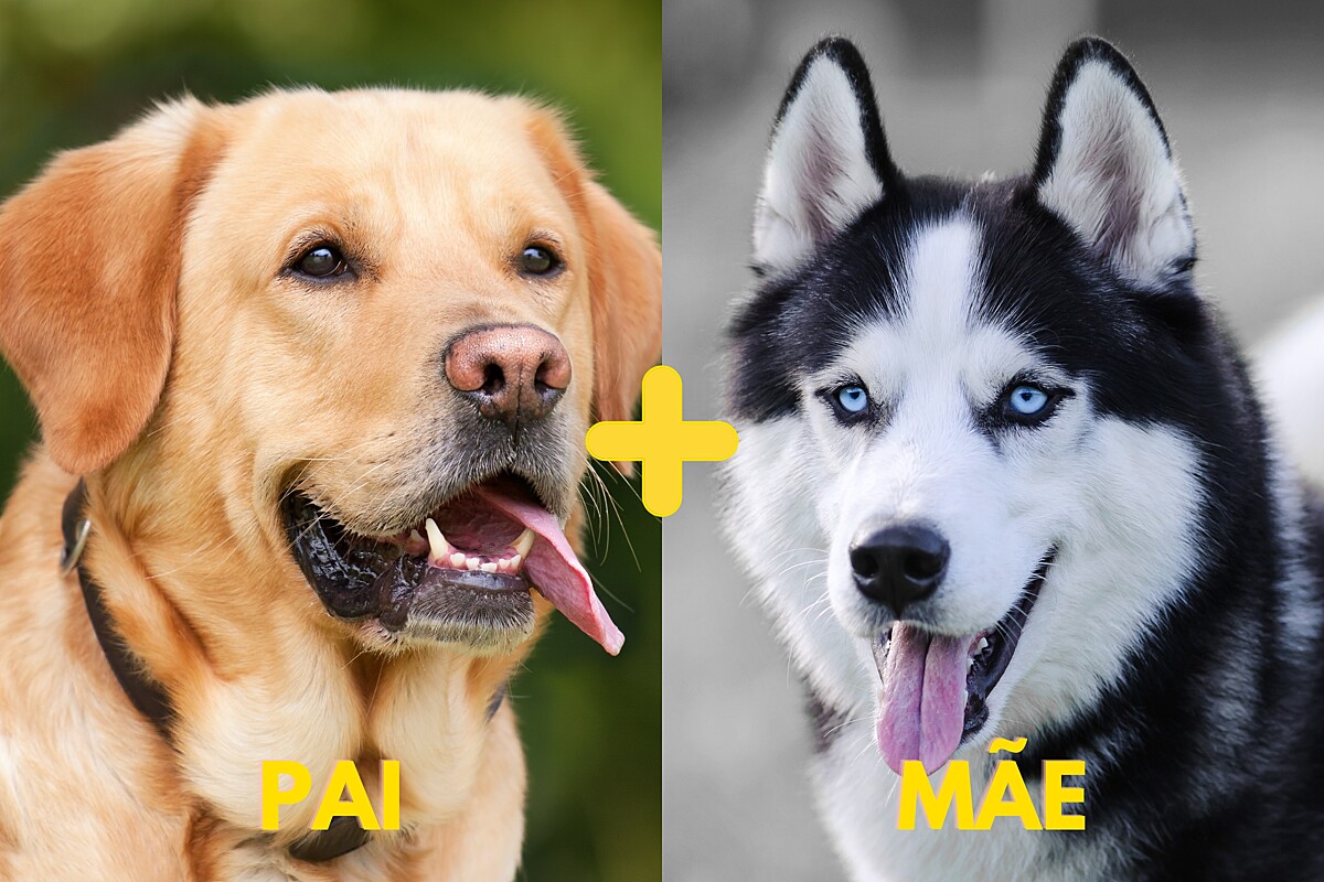 Conheça Lobinho, um filhote especial mistura de husky siberiano com ...