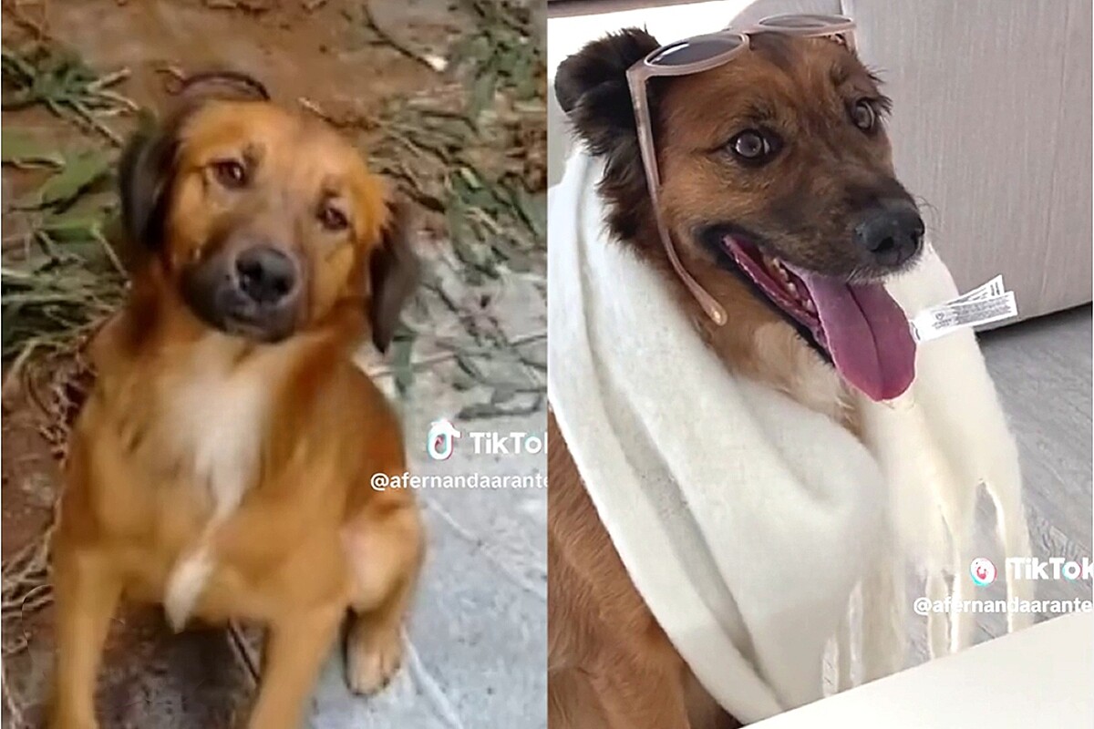 Tutora tenta transformar cão vira-lata caramelo brasileiro em 'Lord ...