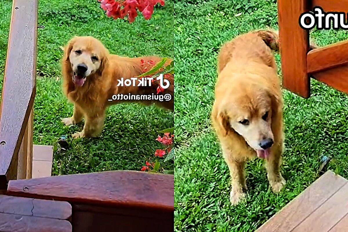 Golden retriever supersticioso só consegue subir as escadas se fizer ...