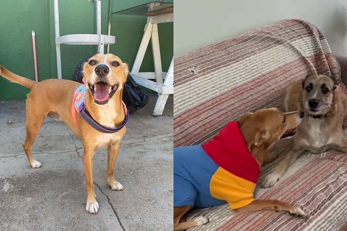 Caramelo Lola explica as diferenças entre o cão 'vira-lata premium', o ...