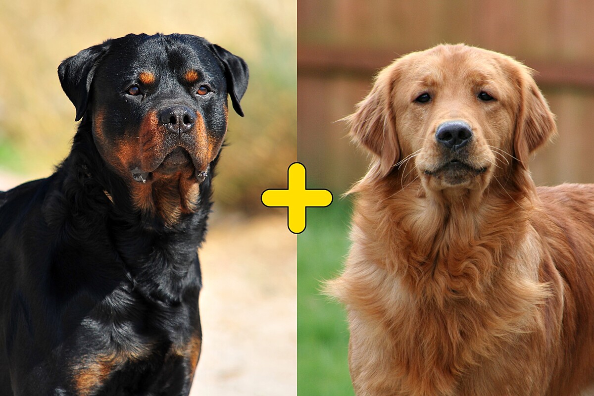 Conheça Apollo, mistura das raças rottweiler e golden retriever