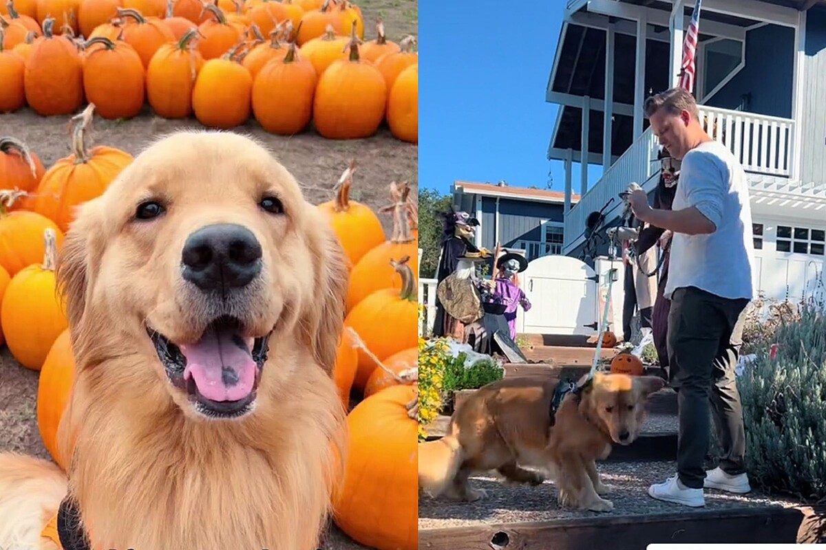 Golden retriever tem reação engraçada ao ver decoração de Halloween ...