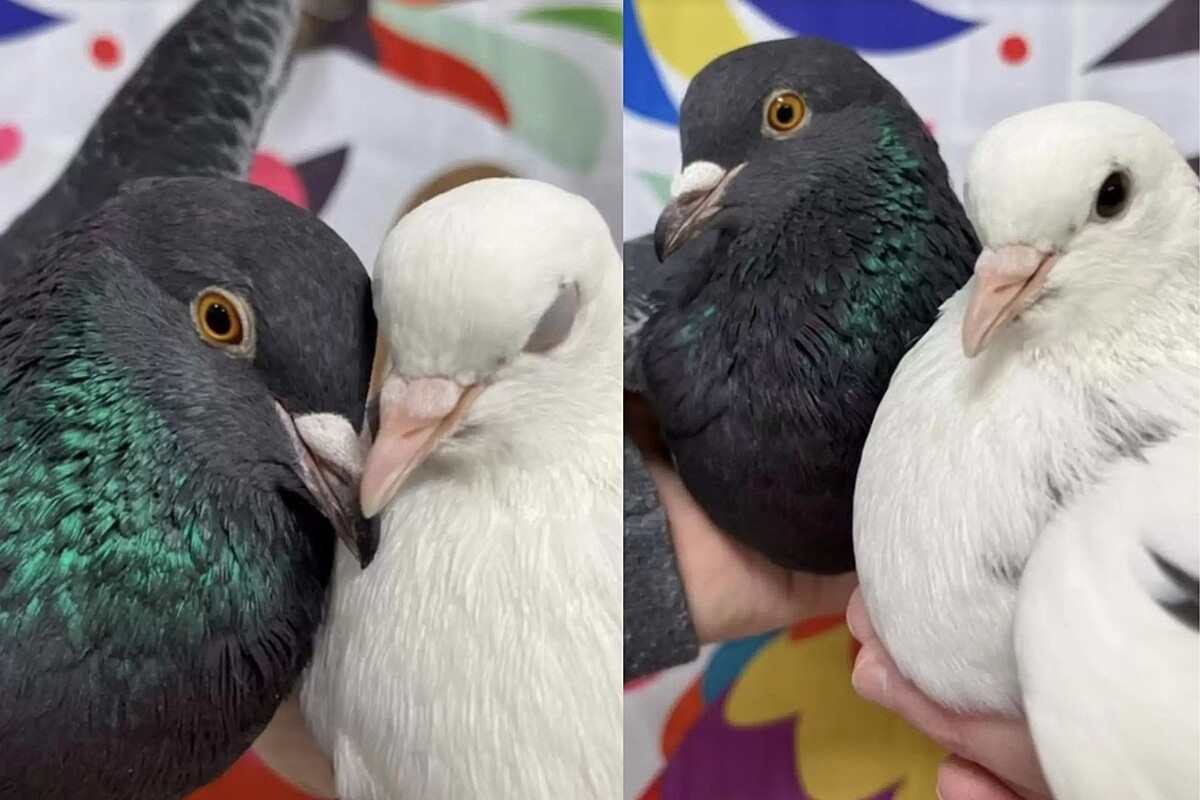 Pombo que 'tinha medo de tudo' muda completamente ao conhecer seu ...