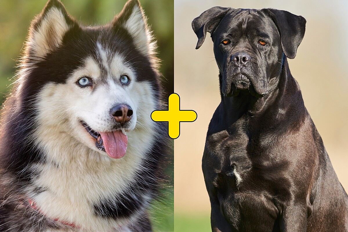 Filhote nasce da mistura das raças husky siberiano e cane corso e herda ...