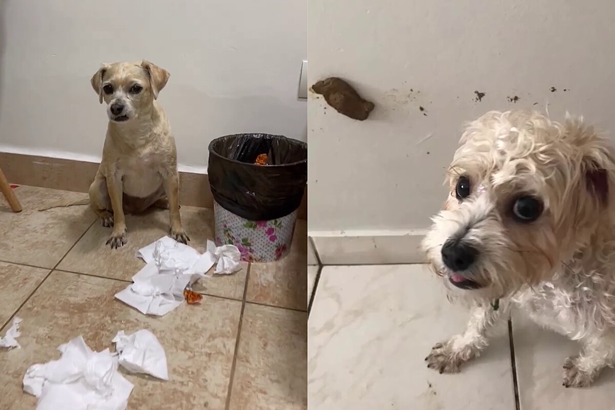 Conheça Corote de Pêssego, uma cachorrinha que viralizou por fazer o ...