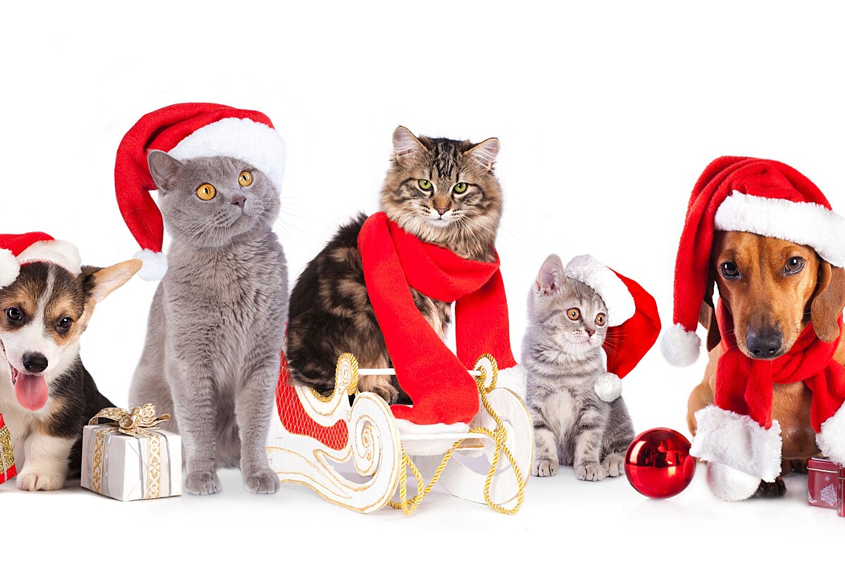Dicas de presentes de Natal para cães e gatos: Roupinhas, acessórios e ...