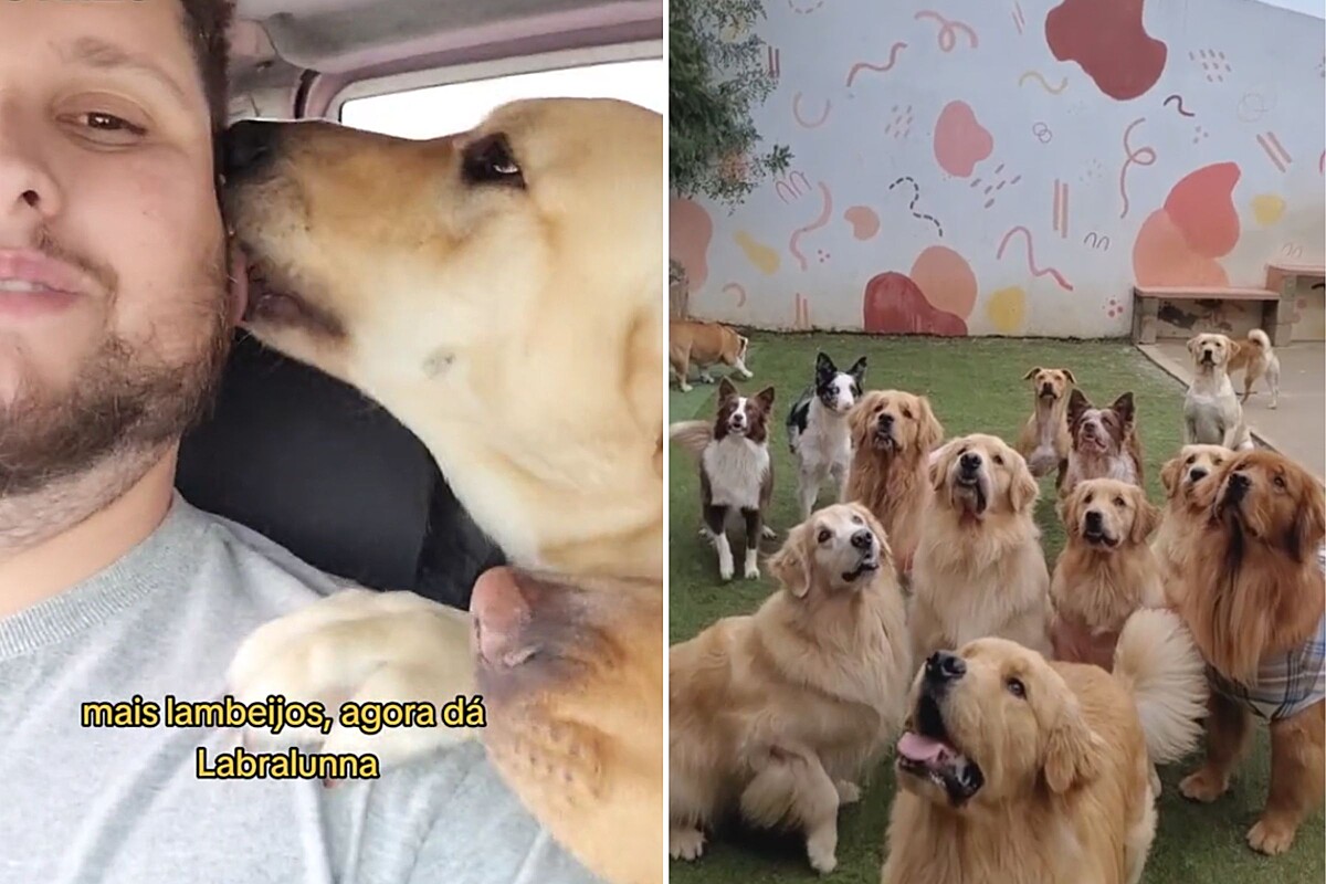 Babá de cachorro prova porque tem o 'melhor trabalho do mundo'