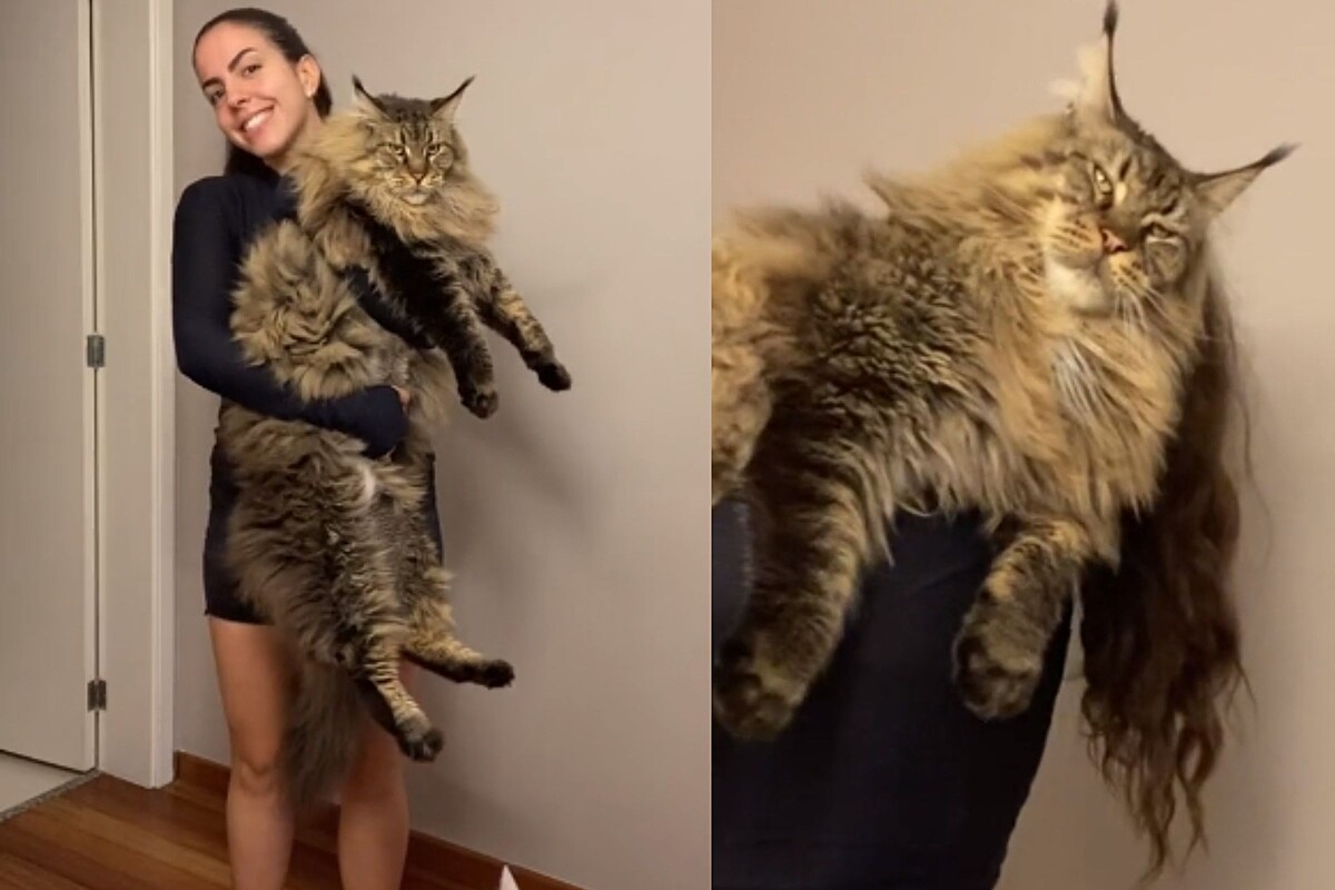Tutora relata como adotou gato 'enorme' da raça Maine Coon, resgatado ...
