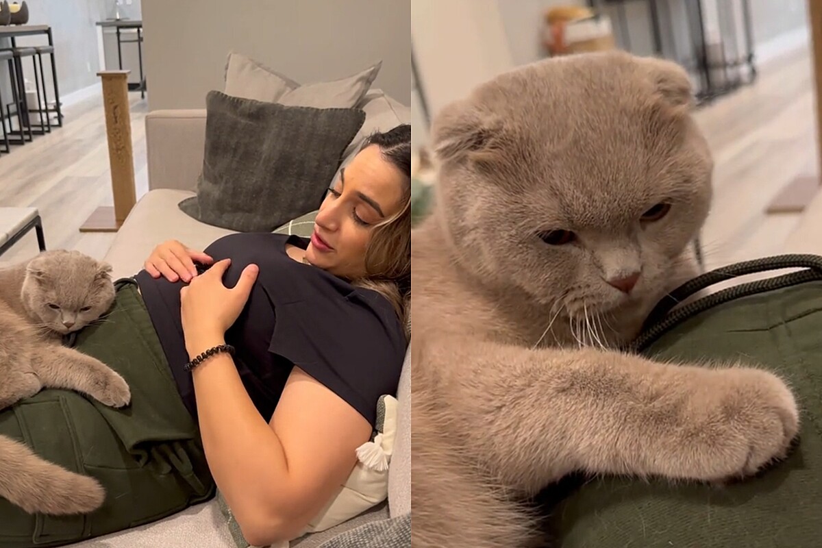 Humor: Gato tem a pior reação após sentir bebê chutar e atrapalhar sua ...