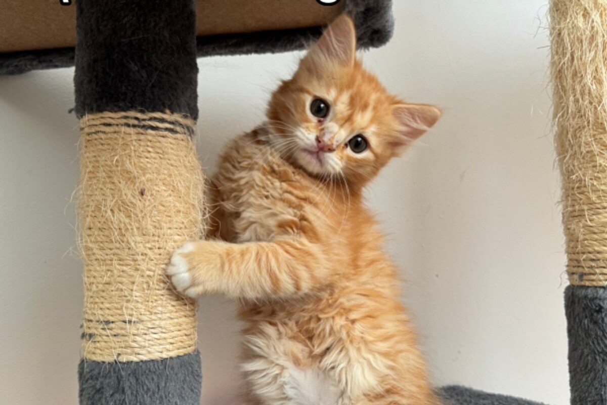 Gato filhote cresce e revela detalhe em seu rosto que lembra personagem ...