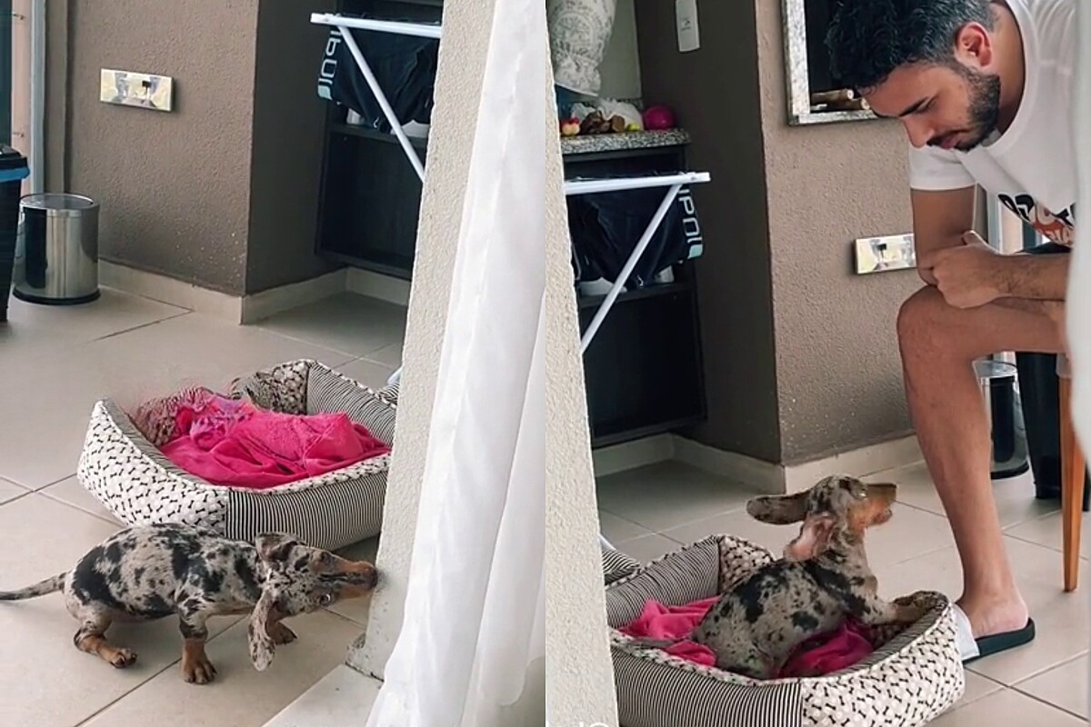 Cachorrinha salsicha ‘mofada’ come parede e leva bronca hilária de tutor