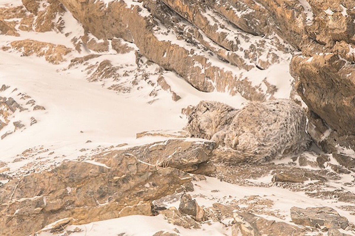 Leopardo-das-neves se camufla na neve e surpreende fotógrafo: Você ...