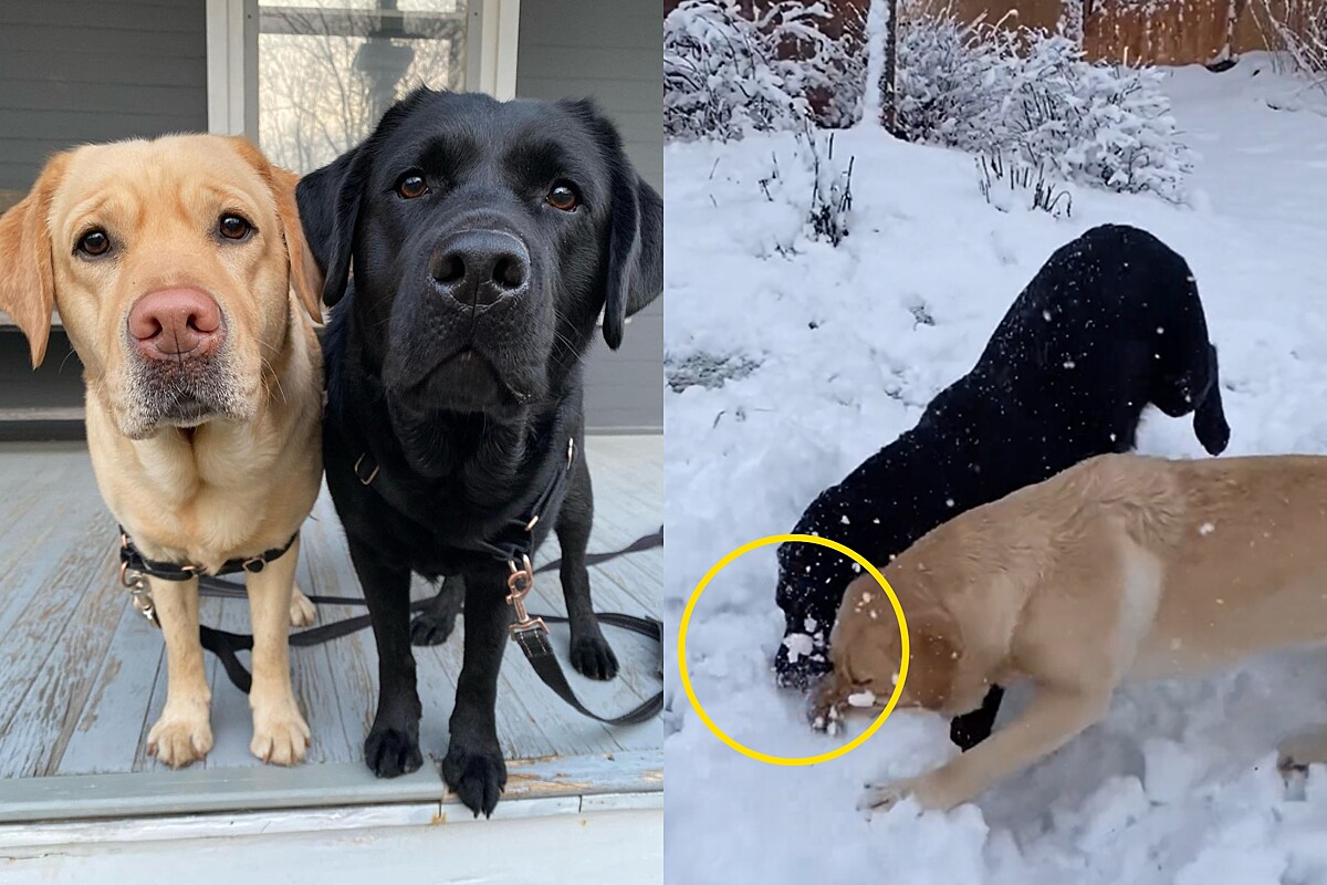 Labradores que amam tudo e todos encontram um 'inimigo' em comum