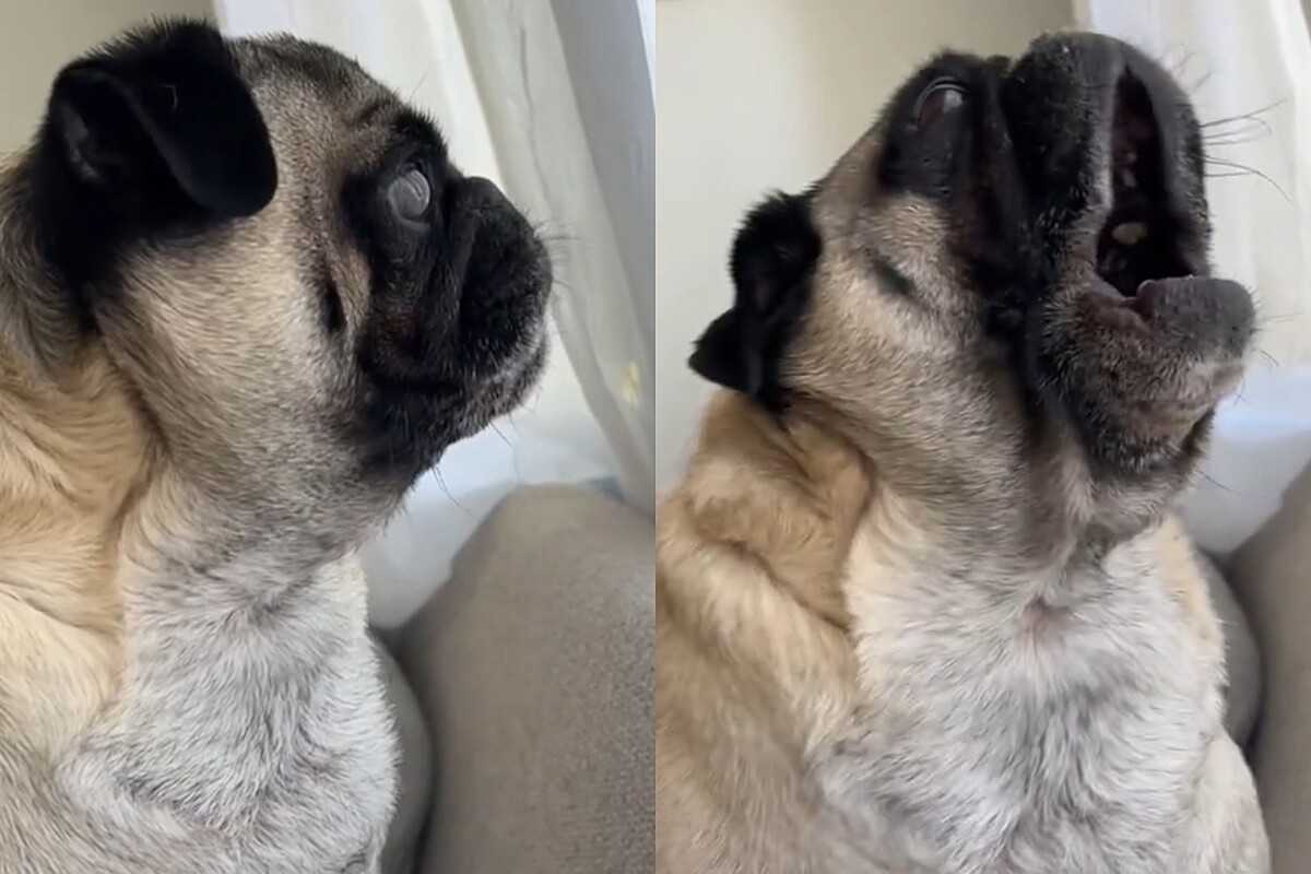 Conheça Floki, um pug que tem o latido mais escandaloso possível