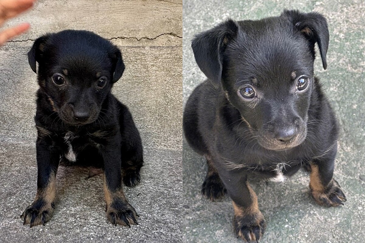 Menina ganha filhote acreditando ser da raça pinscher - mas dois meses ...