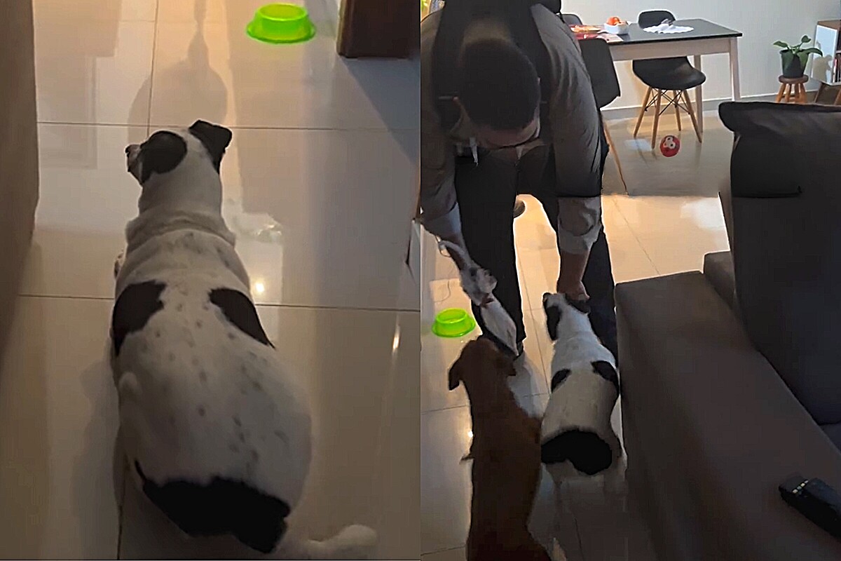 Cachorro vira-lata se esconde para fazer ataque surpresa de fofura ...