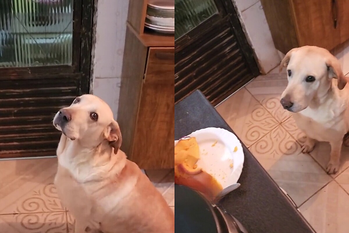 Conheça Polinho, um labrador viciado em lanche que vem encantando a ...