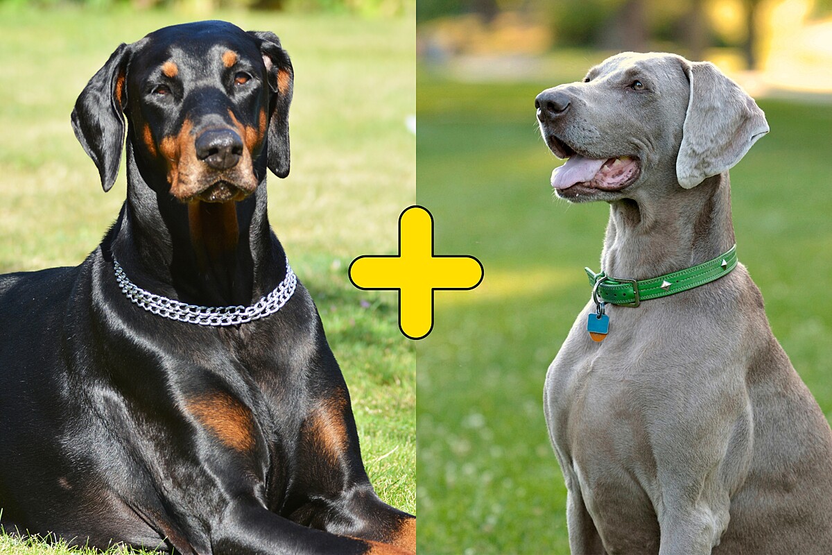 Cachorro mistura de Doberman com Weimaraner é deixado em abrigo de ...