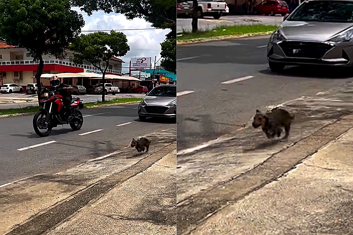 Conheça Tozin, um cachorro que adora disputar 'rachas' com motos e ...