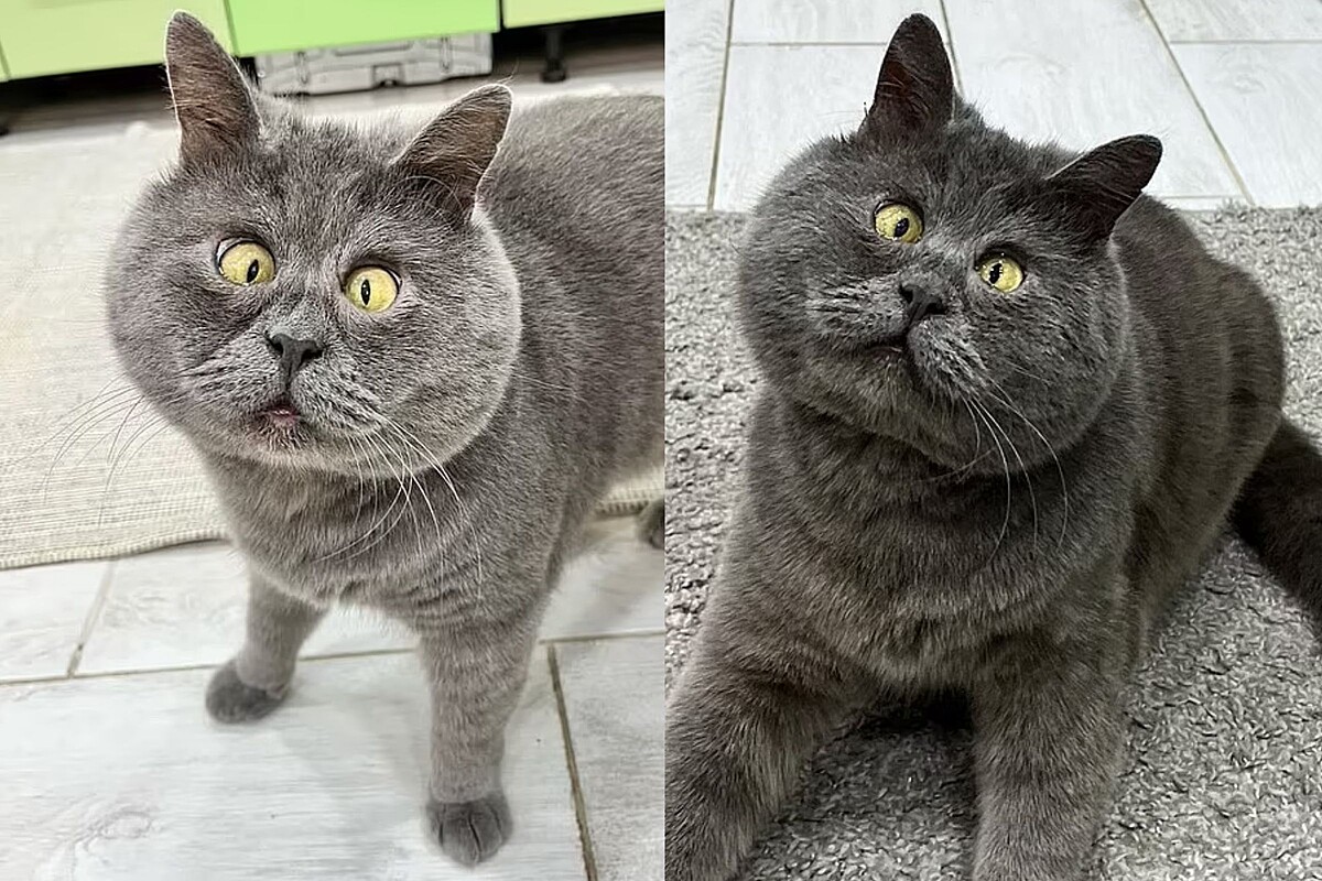 Gato vesgo de beleza única viraliza por parecer ter saído de um desenho ...