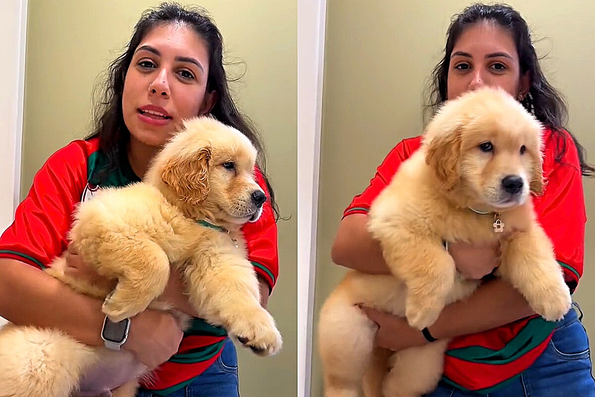 Filhote 'gigante' de golden retriever impressiona por seu tamanho com ...