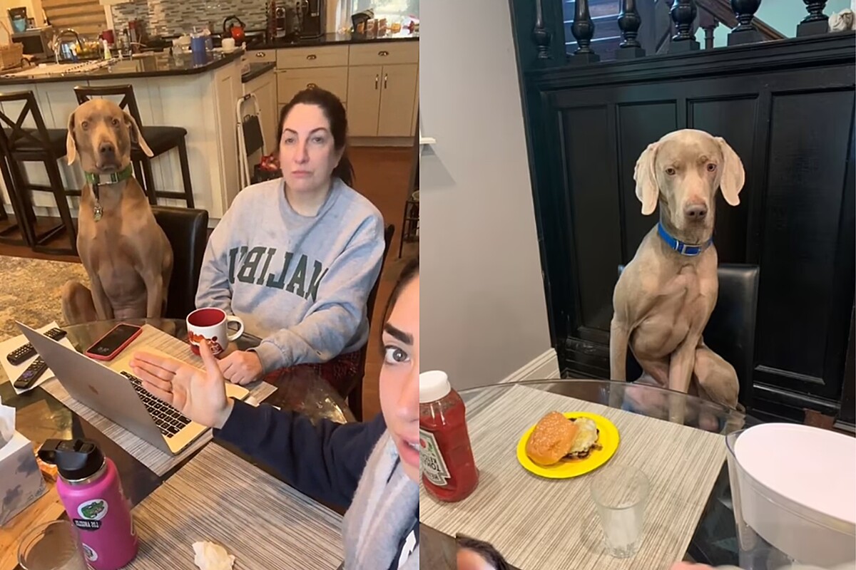 Conheça Grayson, um cachorro tão elegante que parece um 'lord' quando ...