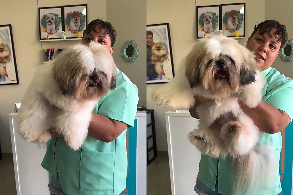 Shih-tzu 'gigante' chega para ser tosado em pet shop - veja como ele ficou
