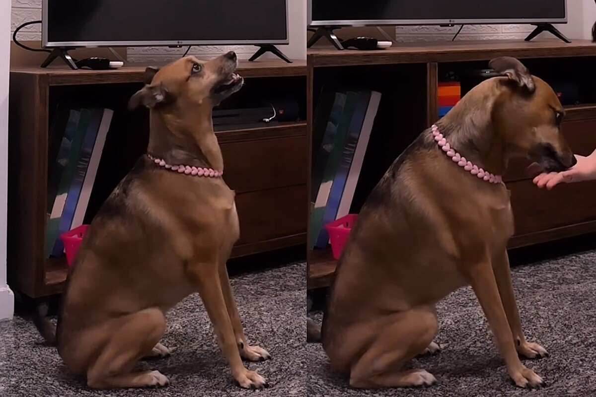 Conheça Lee, uma vira-lata caramelo 'fora da curva' que se empolga ...