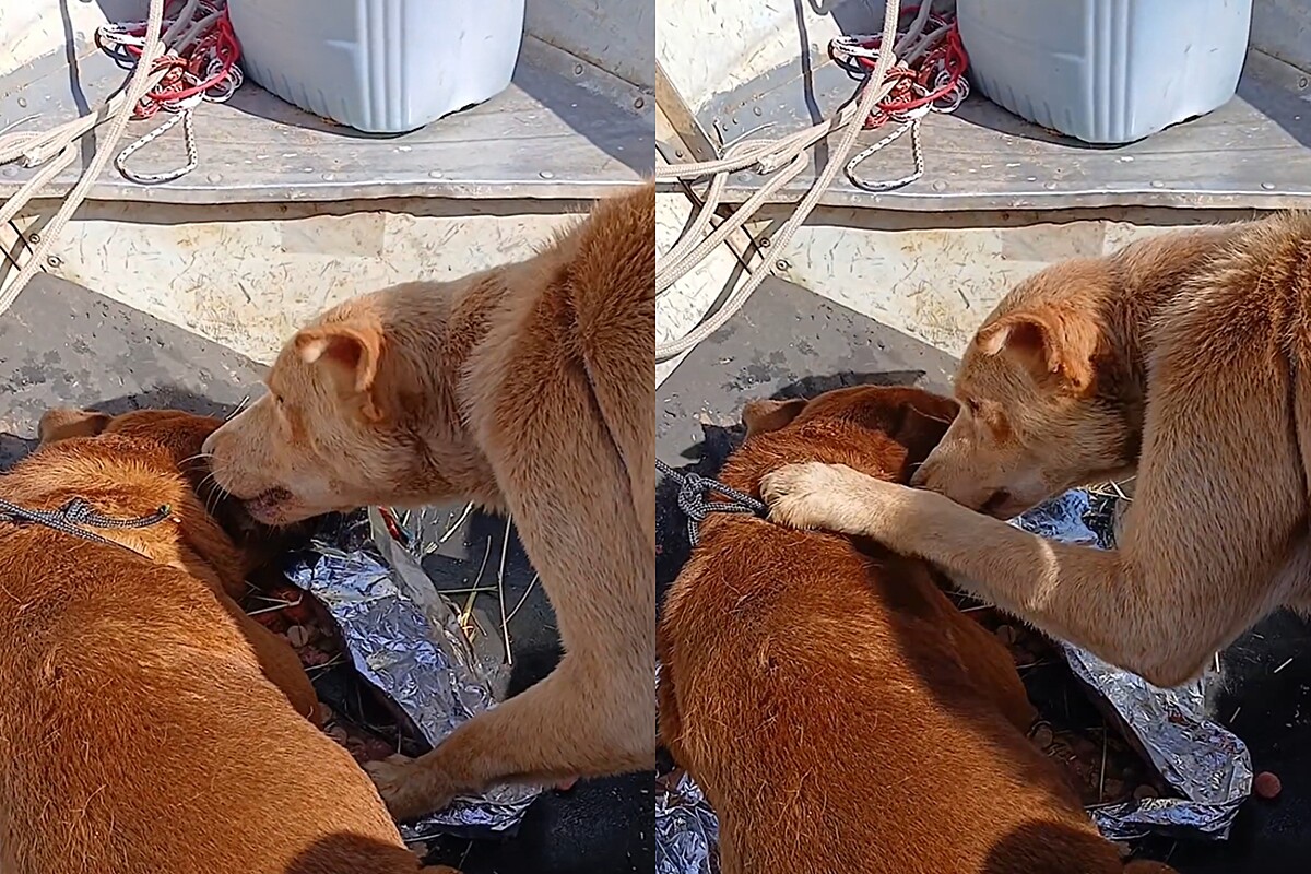 Cão caramelo resgatado emociona ao tentar animar amigo canino