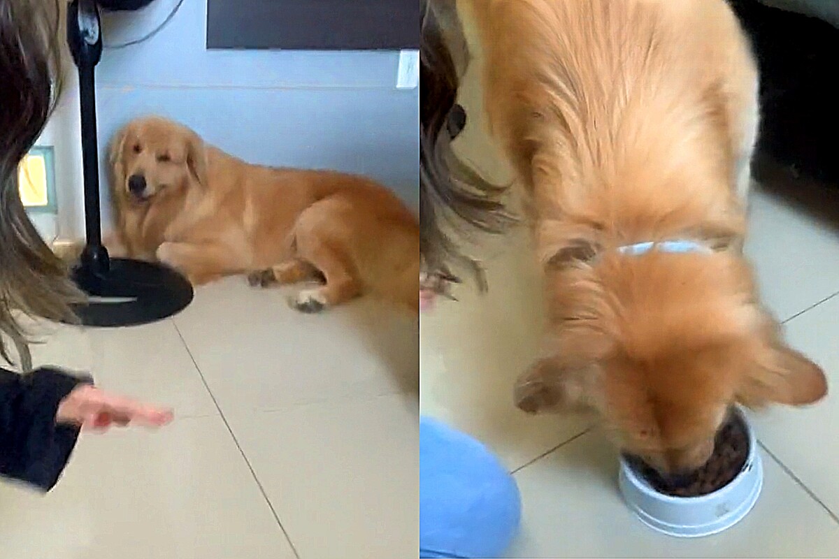 Conheça Pitoco, o golden retriever que só come ração se tutores ...