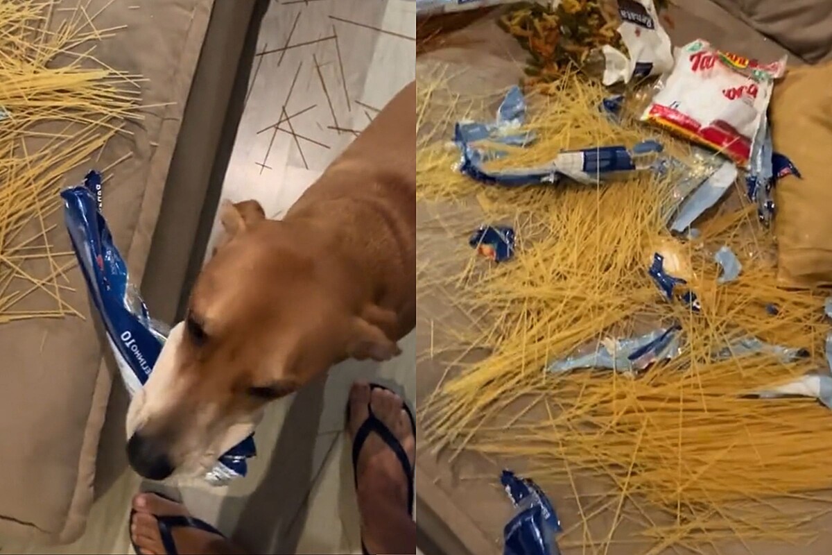Cão vira-lata caramelo inova e resolve 'fazer macarronada' em cima do ...