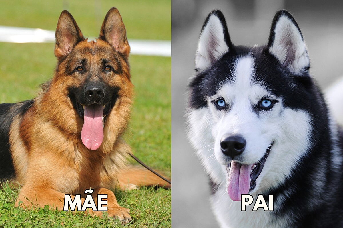 Conheça Dexter, um cachorro mistura de pastor alemão e husky siberiano