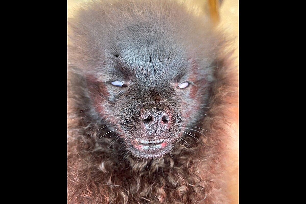 Lulu da Pomerânia chamado de 'feio demais' quando filhote dá a volta ...