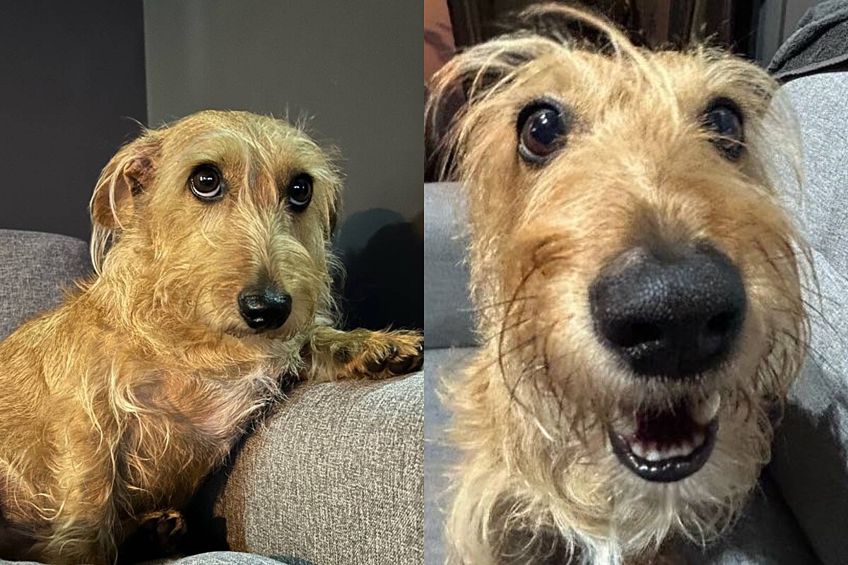 Conheça a 'nova raça' de cachorros amada pelos brasileiros: a fiapo de ...