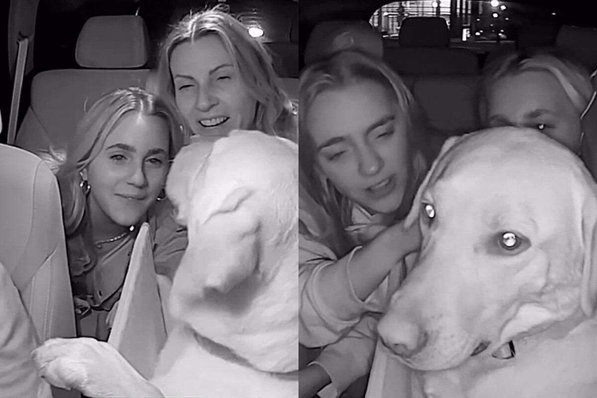 Passageiros tem reação surpreendente ao se deparar com cão 'trabalhando ...