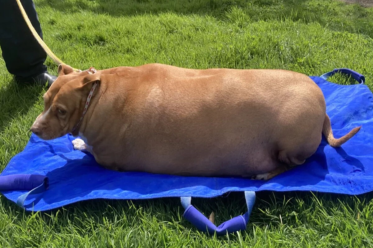 Cachorro com obesidade mórbida impressiona funcionários de abrigo: 'Um ...