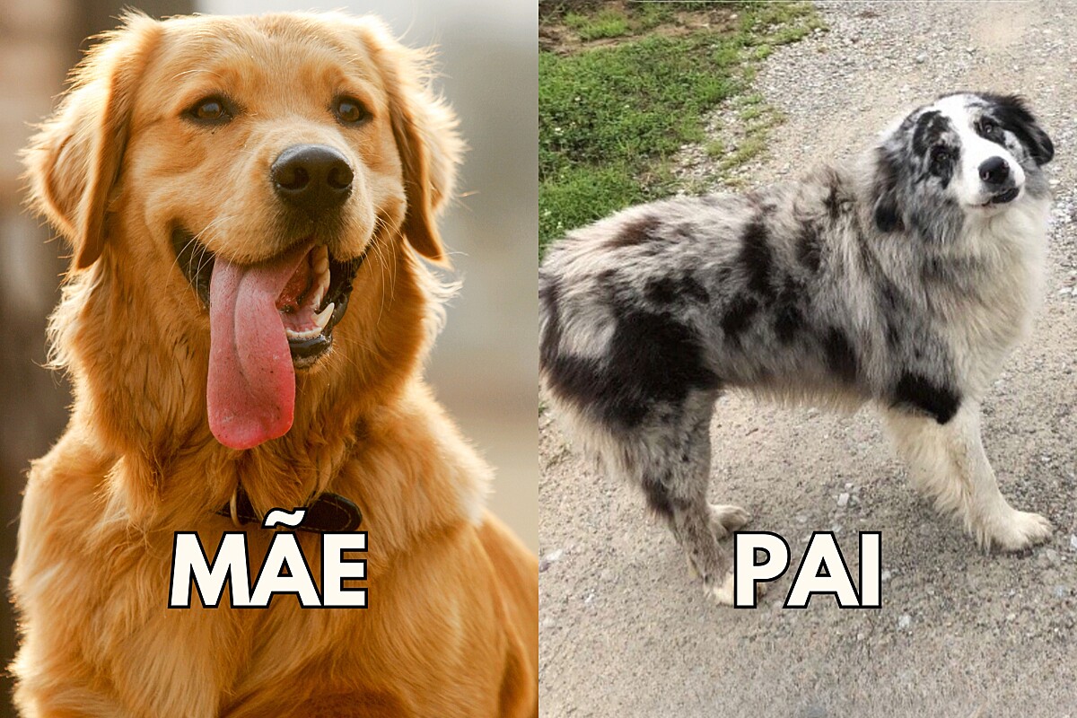 Conheça Goose, mistura de golden retriever com pastor australiano