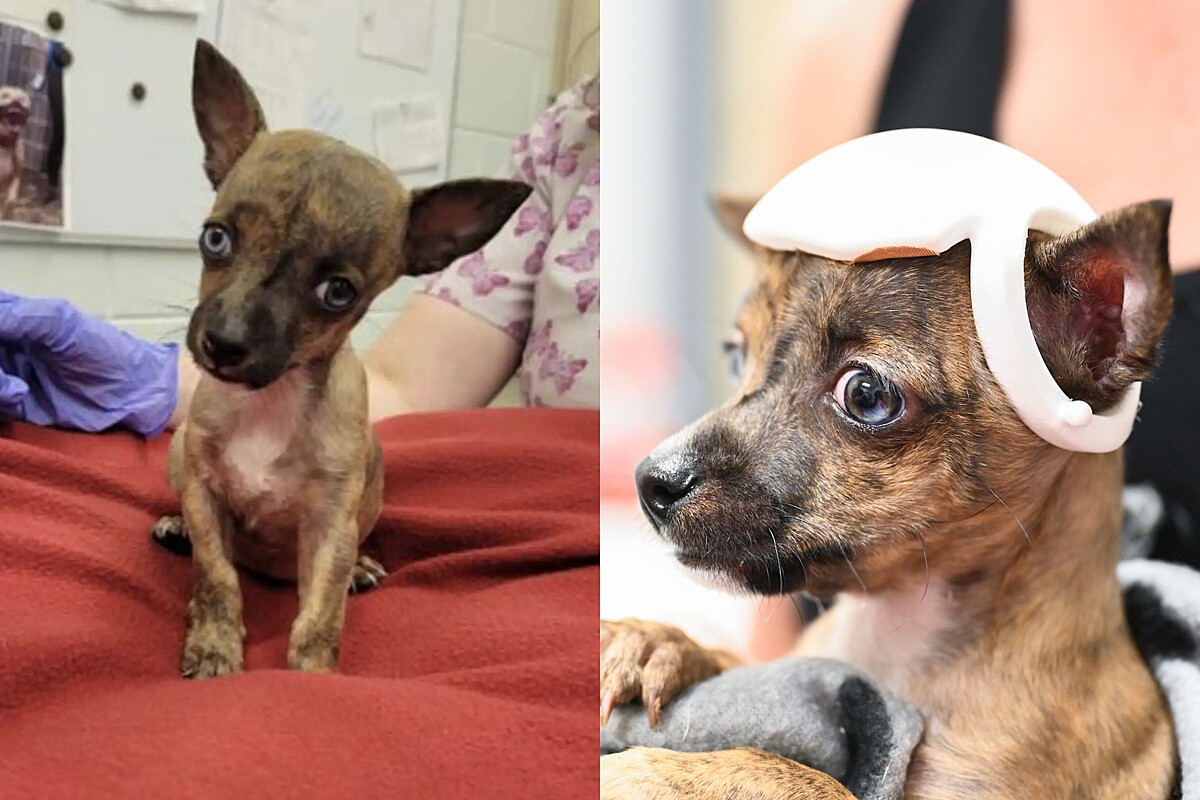 Abrigo tem ideia genial e cria invenção para cachorro com hidrocefalia
