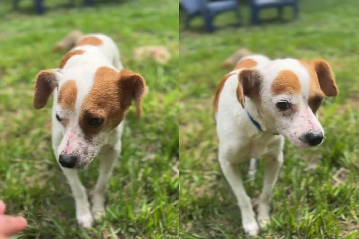 Mulher resgata cachorro de rua assustado e triste - e logo percebe que ...
