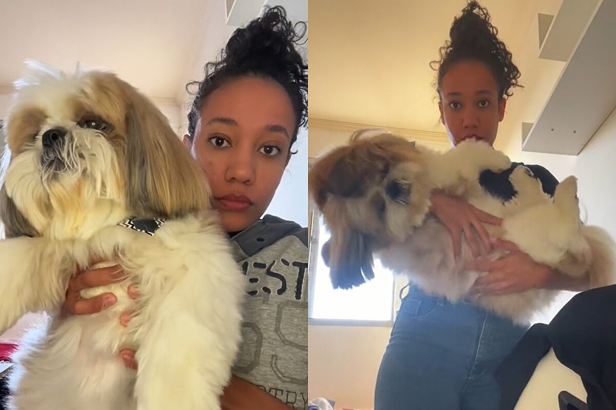 Mulher mostra seu Shih-tzu gigante e tamanho do pet impressiona