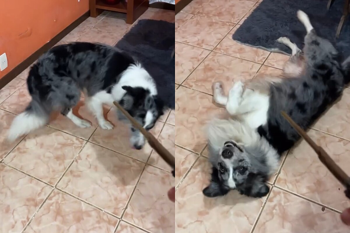 Conheça Aslan, o Border Collie que aprendeu feitiços de Harry Potter e ...
