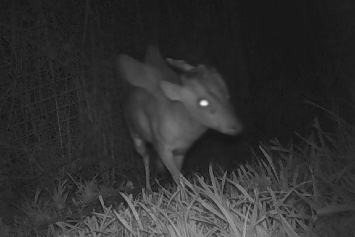 Criatura misteriosa vista em zoológico deixa especialistas confusos ...
