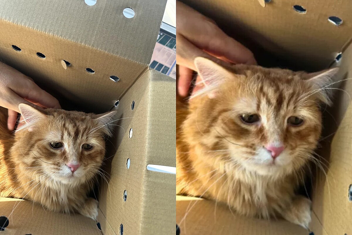 Homem adota o gato mais triste do abrigo para preencher o vazio após ...