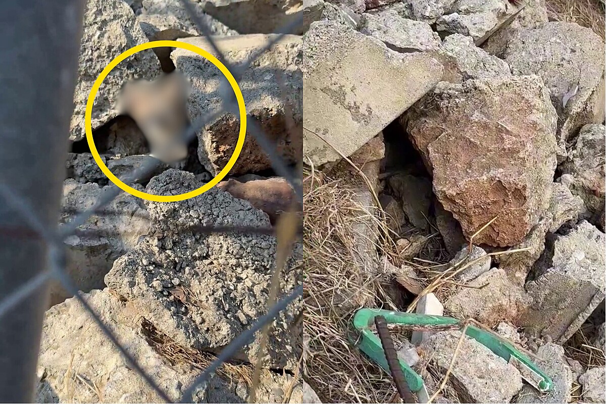 Mulher andava pelo quintal quando ouviu um 'barulho estranho', e eis ...