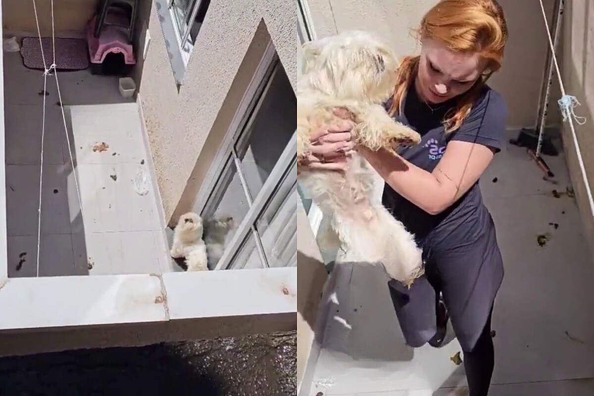 Vizinhos gravam cachorrinha Shih-tzu que vivia fechada em sacada e ...