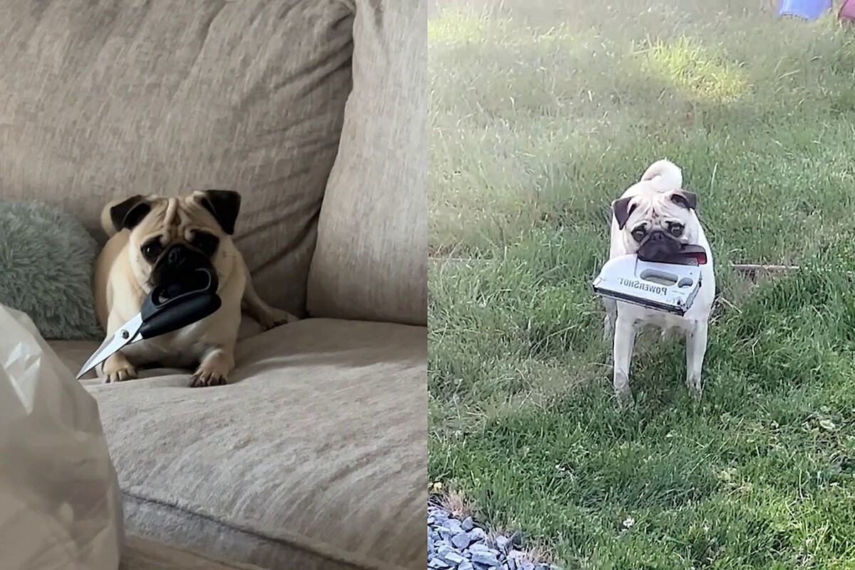 Mulher vê seu cachorro pug com algo na boca e começa a surtar